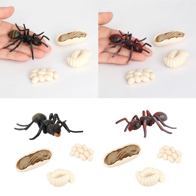 LEBENSZYKLUS STUFEN SIMULATION tier modell kinder mini tier ameisen EUR ...