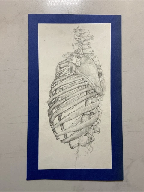 ANTIQUE VINTAGE ORIGINAL Signed Male Anatomy Chart pencil drawing £45. ...