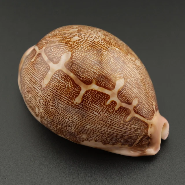 LEPORI CYPRAEA MAPPA 73.5mm Sea Shells Seashells CYPMAP19BB1 £6.49 ...