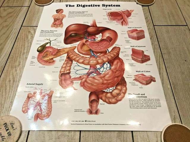 THE DIGESTIVE SYSTEM Anatomical Chart (2000, Wallchart) EUR 24,32 ...