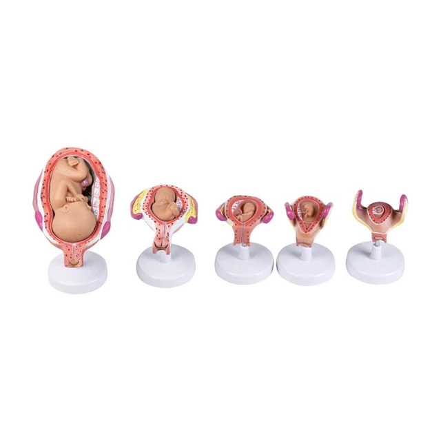 FIVE PART DETACHABLE Human Embryo Development Educational Model for ...