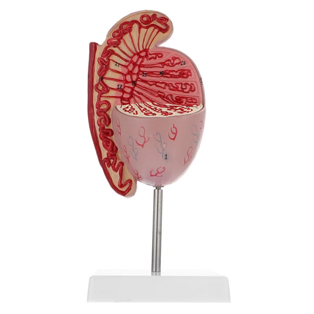 TESTICULAR MODEL DETAILED Anatomy Reproductive Dissection Prop £42.35 ...