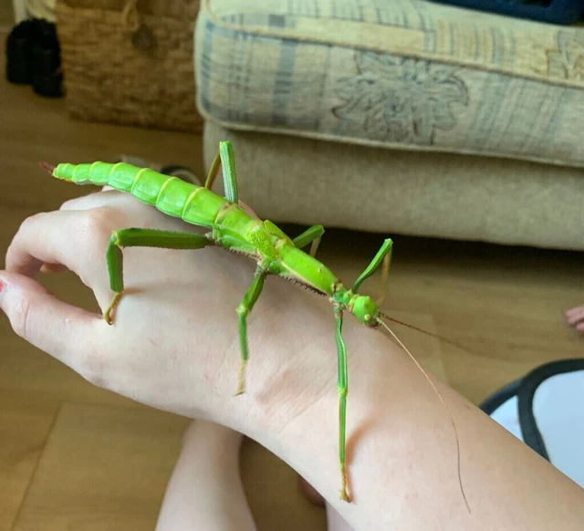 DIAPHERODES GIGANTEA (GIANT Lime Green Stick Insect) 15x ova/eggs £2.50 ...