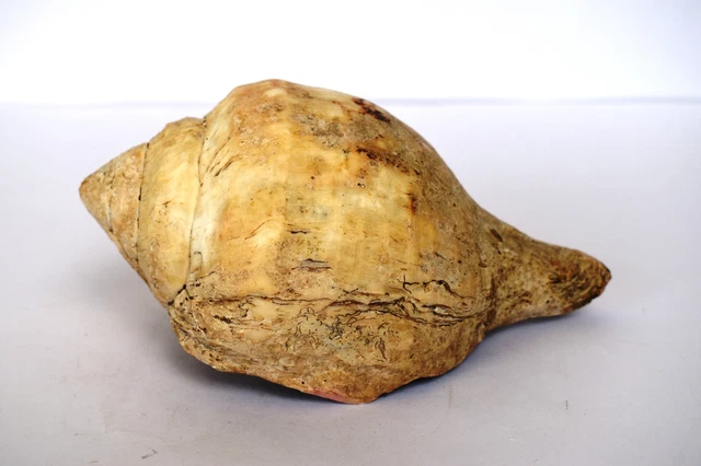 ANTIQUE HINDU TEMPLE Off White Crown Conch Sea Shell Trumpet Horagi ...