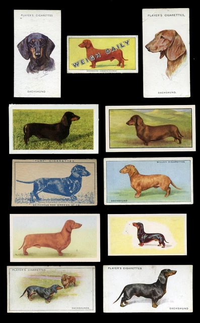 DACHSHUND SMOOTH GERMAN DAXI SAUSAGE DOG VINTAGE CIGARETTE & TRADE ...