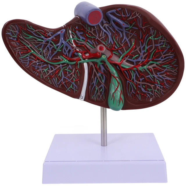 LIVER ANATOMICAL MODEL Anatomy Models for Medical Students Human £56.65 ...