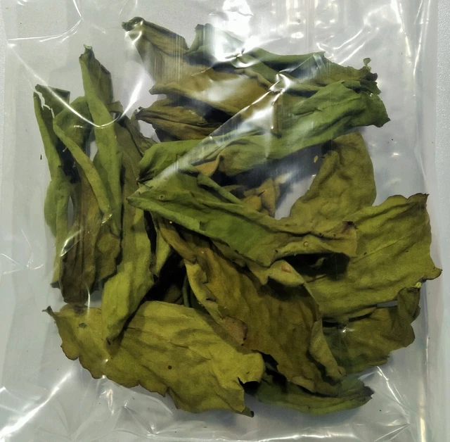 KALANCHOE PINNATA BRYOPHYLLUM pinnatum Akkapana Dried Leaves/ Powder ...