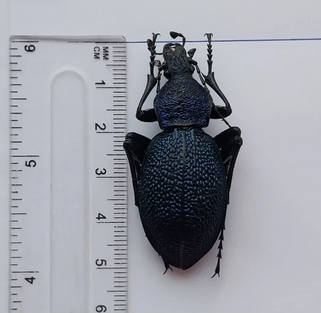 CARABUS (PROCERUS) SCABROSUS colchicus A1, Carabidae from Georgia £51. ...