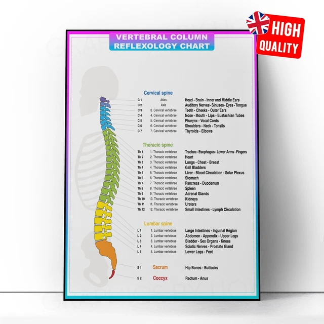 MUSCULAR SYSTEM HUMAN Anatomy Chart Body Educational Poster Print - A5 ... MUSCULAR SYSTEM HUMAN Anatomy Chart Body Educational Poster Print - A5 ...