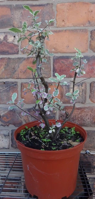 PITTOSPORUM TENUIFOLIUM 'SILVER Magic Evergreen Hardy Shrub Plant ...