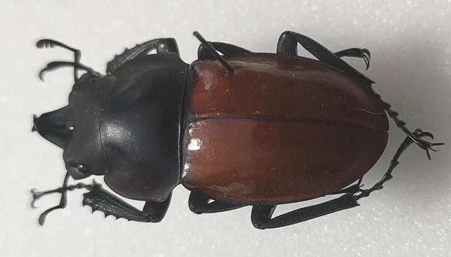 LUCANIDAE, NEOLUCANUS CASTANOPTERUS male Formose +40 mm EUR 23,00 ...