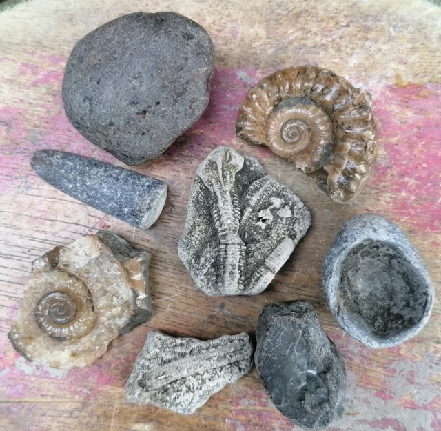 JURASSIC FOSSIL COLLECTION Crinoid, Ammonites, Vertebra, Coprolite ...