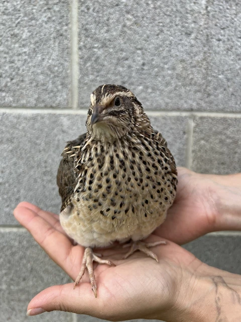JUMBO PHAROAH COTURNIX Quail Hatching Eggs And Jumbo Italian Quail ...