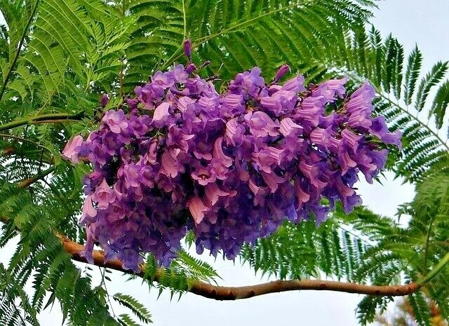 10 X JACARANDA SEEDS-LAVENDER BLUE FLOWERS-ICONIC HARDY GARDEN SHADE ...