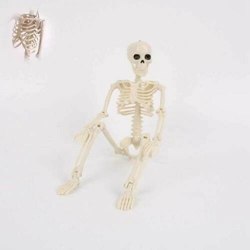 LEARN AID ANATOMY Human Anatomical Skeleton Model Anatomy 40CM art ...