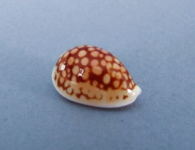 CYPRAEA CRIBRARIA COMMA Toliarensis 17,7 mm Gem Madagascar EUR 5,00 ...