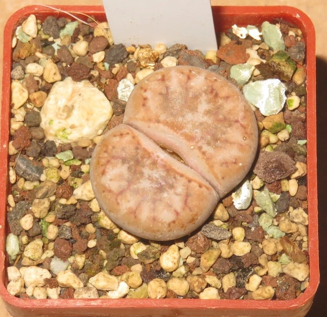 LITHOPS GRACILIDELINEATA CV Cafe au Lait C309A collezione Mesemb EB ...