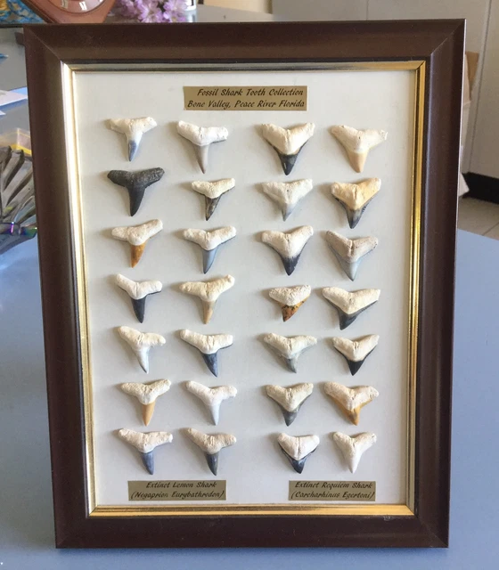 100% NATURAL RARE Most Unique Coloured Extinct Lemon Shark & Requiem ...