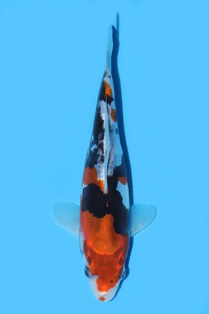 JAPANESE KOI CARP - Hq Doitsu Kin Showa 20Cm - Courier Available ...