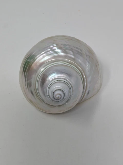 NATURAL HERMIT CRAB Snail Pearl White Turbo Seashell Conch Shells for ...