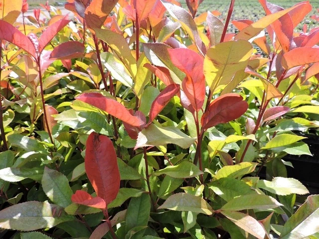 ZWERG-GLANZMISPEL LITTLE RED Robin Hecke Photinia fraseri Container 40 ...
