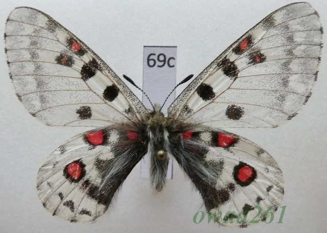 PARNASSIUS EPAPHUS SUBSP. beiki Bryk & Eisner, 1932 China69c EUR 46,01 ...