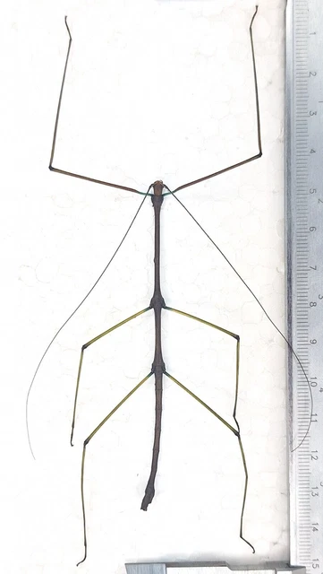PHASMIDA/PHASMATODEA SP.9.1 CM N° 12 From Perú $8.99 - PicClick