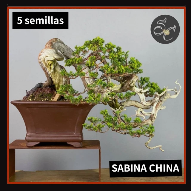 5 SEMILLAS SEED graine semi ☘️SABINA CHINA ☘️ bonsai yamadori suculent ...
