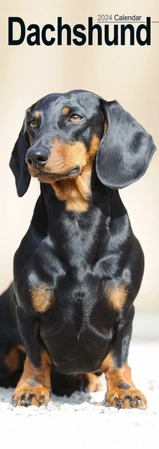 DACHSHUND SLIM CALENDAR 2024 | Dog Breed Slimline Calendar - 12 Month ...