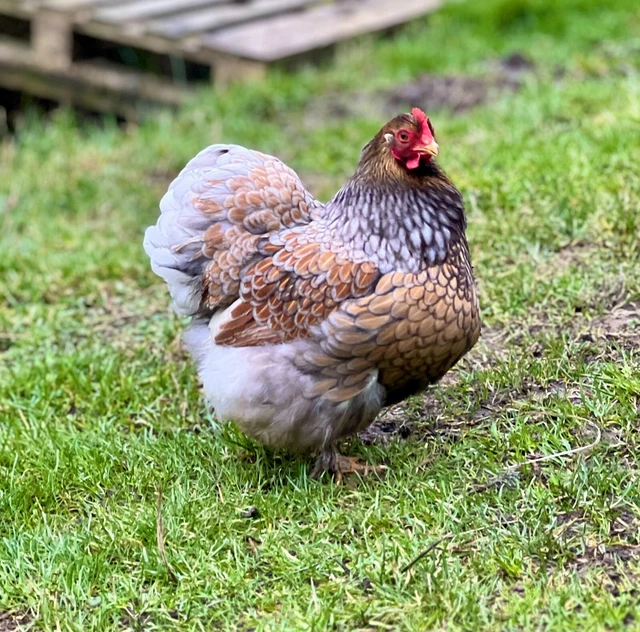 VERY RARE BLUE Gold Laced Pekin Bantam Fertile Hatching Eggs x6 £21.52 ...