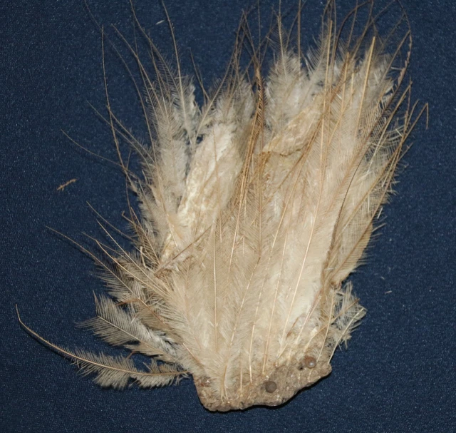 AUTHENTIC WW1 AUSTRALIAN Light Horse Emu Plume. $125.00 - PicClick AU