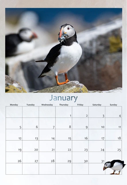 PUFFIN WALL CALENDAR 2026 A4 Spiral Bound with hanger £10.00 - PicClick UK