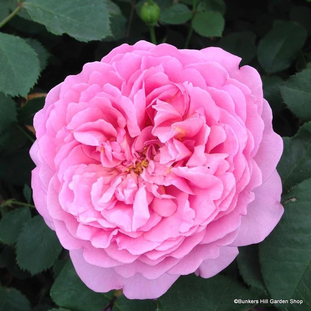 'PRINCESS ALEXANDRA OF Kent' David Austin English shrub rose, bare root ...
