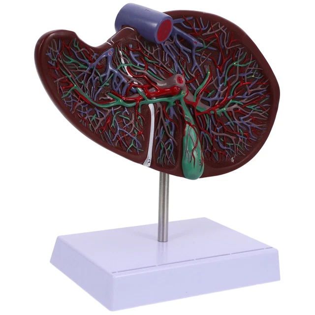 HUMAN LIVER MODEL Liver Anatomy 3D Model Human Normal Liver Model £58. ...
