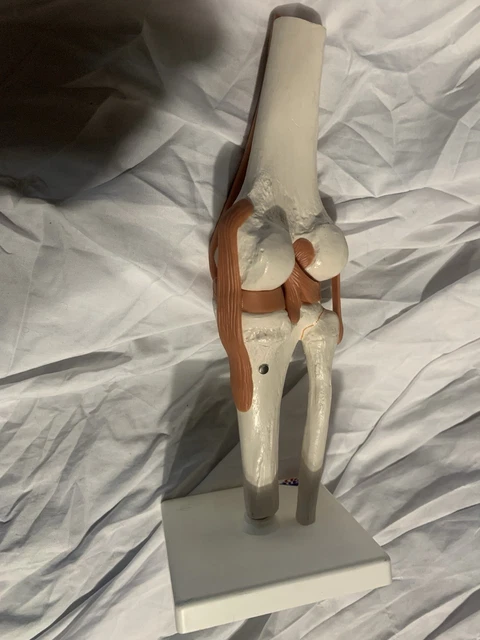 VTG 3B SCIENTIFIC Functional Human Knee Joint Model W/ Ligaments ...