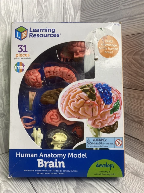 LEARNING RESOURCES ANATOMY for Kids Human Body Brain Model No Instructions STEM EUR 17,47 ...