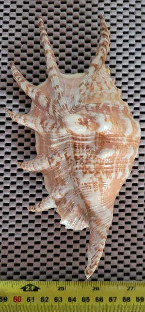 REAL SEASHELL, LAMBIS Lambis Seashell Spider Conch, $35.00 - PicClick CA