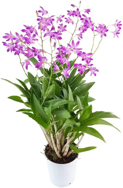 DENDROBIUM KINGIANUM &BERRY Oda" - Orchidee EUR 29,99 - PicClick DE