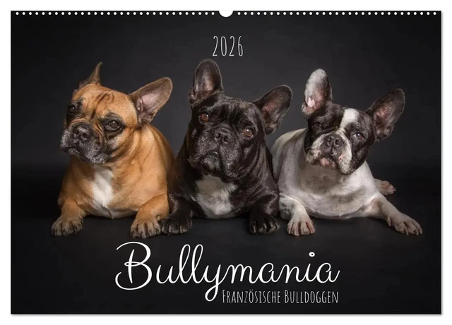 BULLYMANIA - FRANZÖSISCHE Bulldoggen (Wandkalender 2026 DIN A2 quer ...