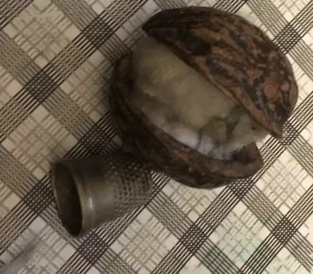 ANTIQUE WALNUT SHELL With A Cloth Hinge Holding A Small Metal Thimble £ ...