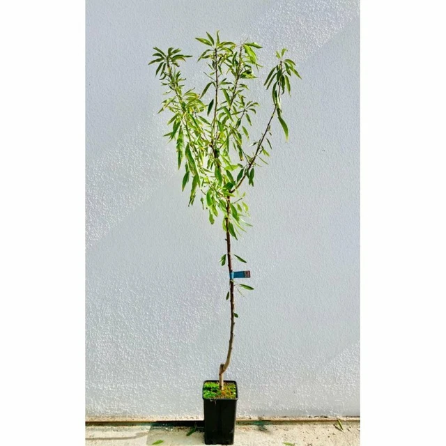 AMANDIER GENCO FILIPPO Ceo Arbre à Partir De Fruit Résistant Ans 2 Vase ...