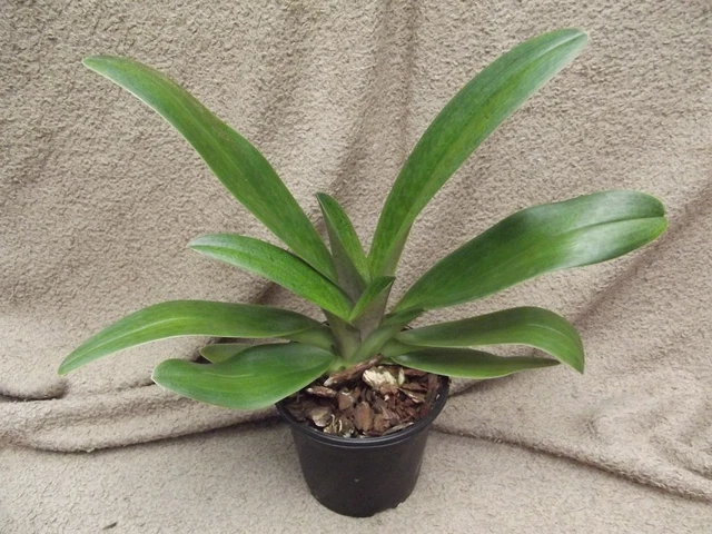 RARE PAPHIOPEDILUM VENUSTUM alba x randsii orchid plant FS £24.99 ...