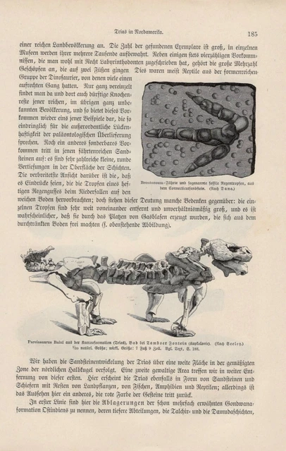 SKELETT PAREIASAURUS BAINI Dinaosaurier Fossilien HOLZSTICH von 1895 ...