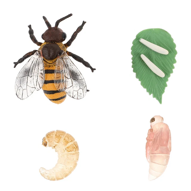 LIFE CYCLE GROWTH Week Honey Display Exhibit Child £7.68 - PicClick UK