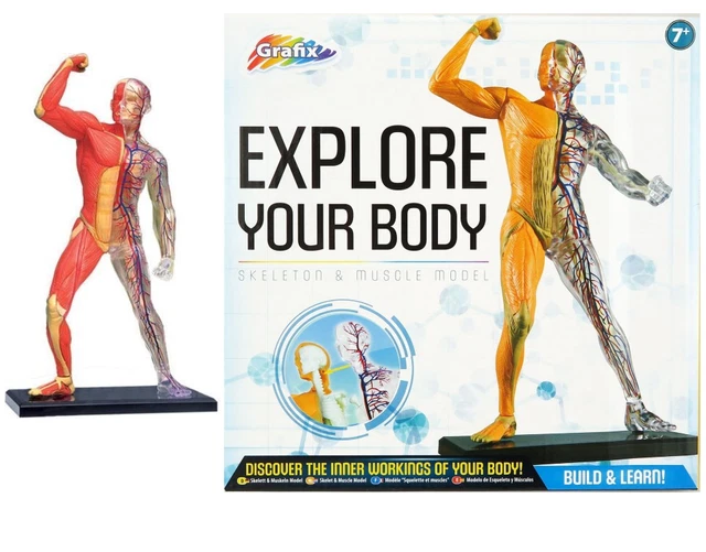 EXPLORE YOUR BODY Human Anatomy Model Kit Build & Learn Skeleton ...