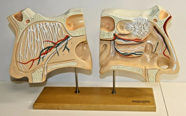 NOSE / ODORGANS - Model Nose Model Nose Cut Model Anatomy 2-Piece £255. ...