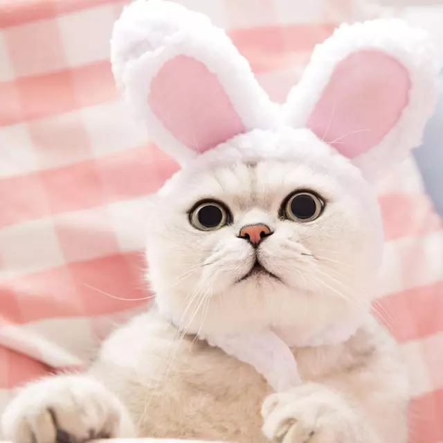 CUTE COSTUME BUNNY Rabbit Hat Ears For Cats And Small Dogs Costume ...
