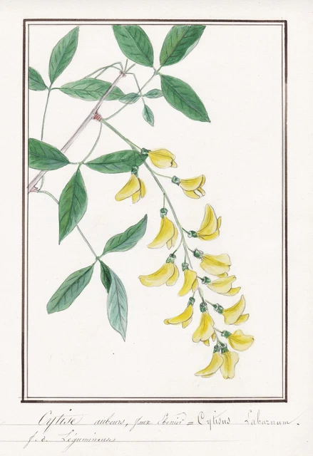 ORCHIDÉE D'OR CYTISUS Laburnum Fleur Botanique Aquarelle Dessin 1830 ...