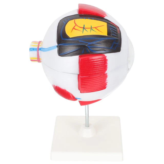EYEBALL MODEL EYE Anatomy Model Eye Prop Eye Anatomical Model £40.99 ...