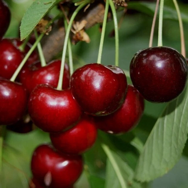 HEDELFINGER RIESEN SÜSSKIRSCHE Kirschbaum Buschbaum ca. 110-140 cm 9,5 ...